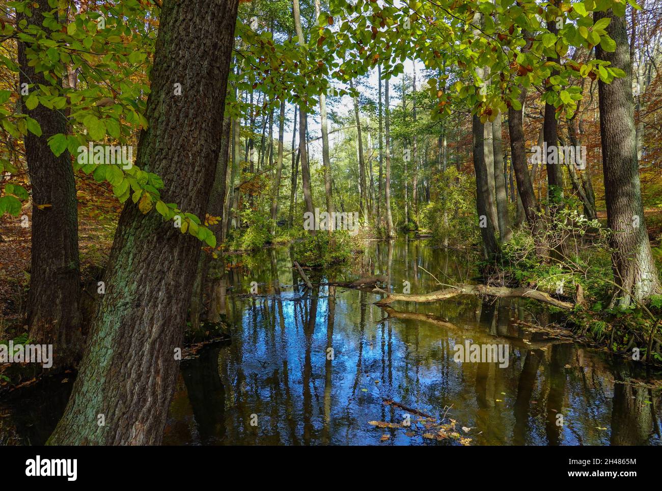 Siehdichum, Germany. 31st Oct, 2021. The deciduous forest on the banks ...