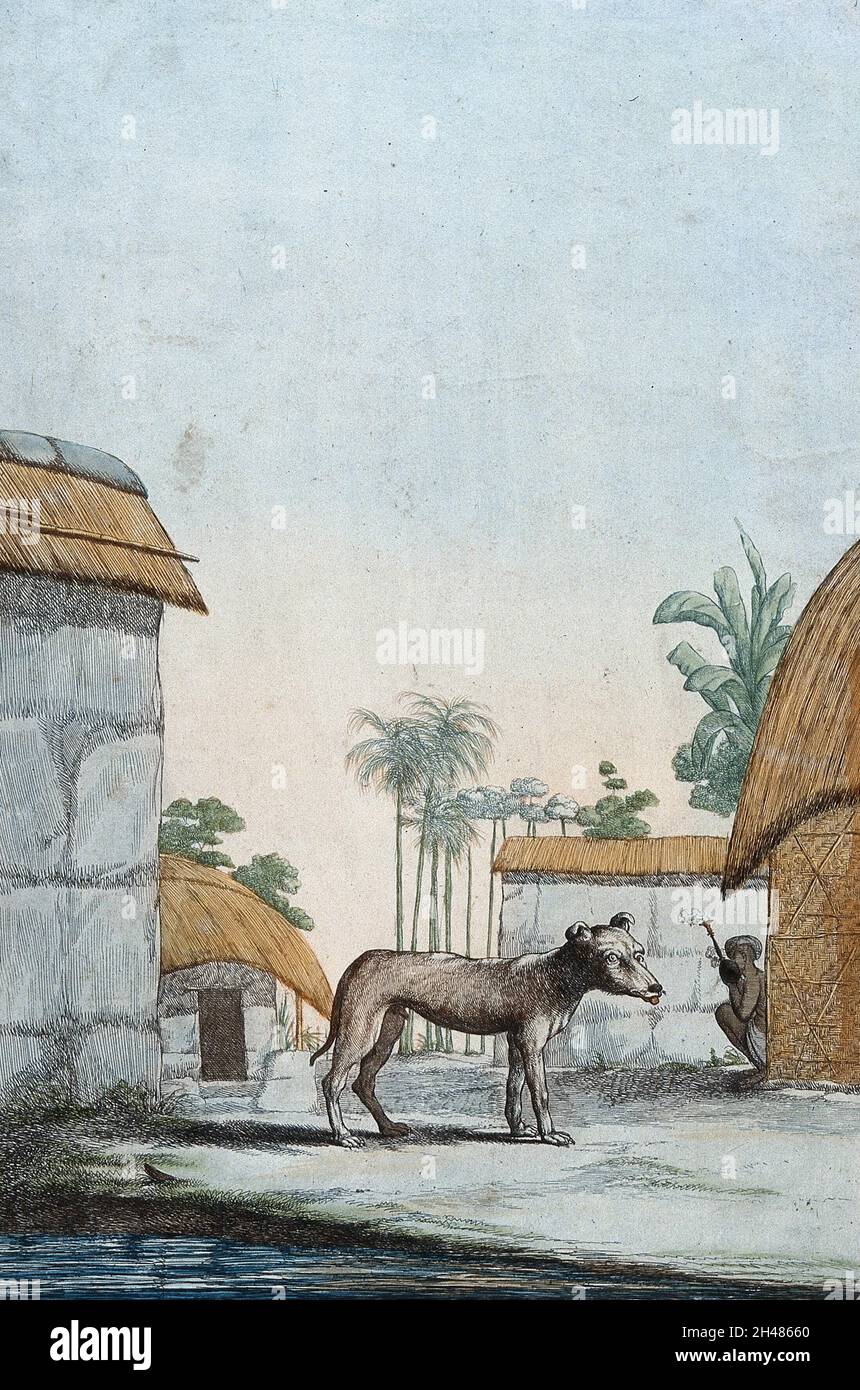A Bengali dog standing in front of thatched huts with a man smoking a ...