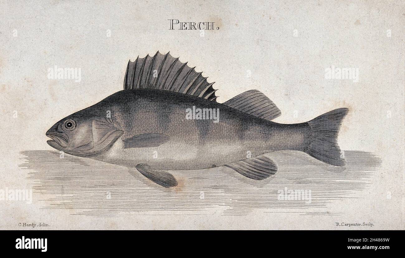 R c carpenter hi-res stock photography and images - Alamy