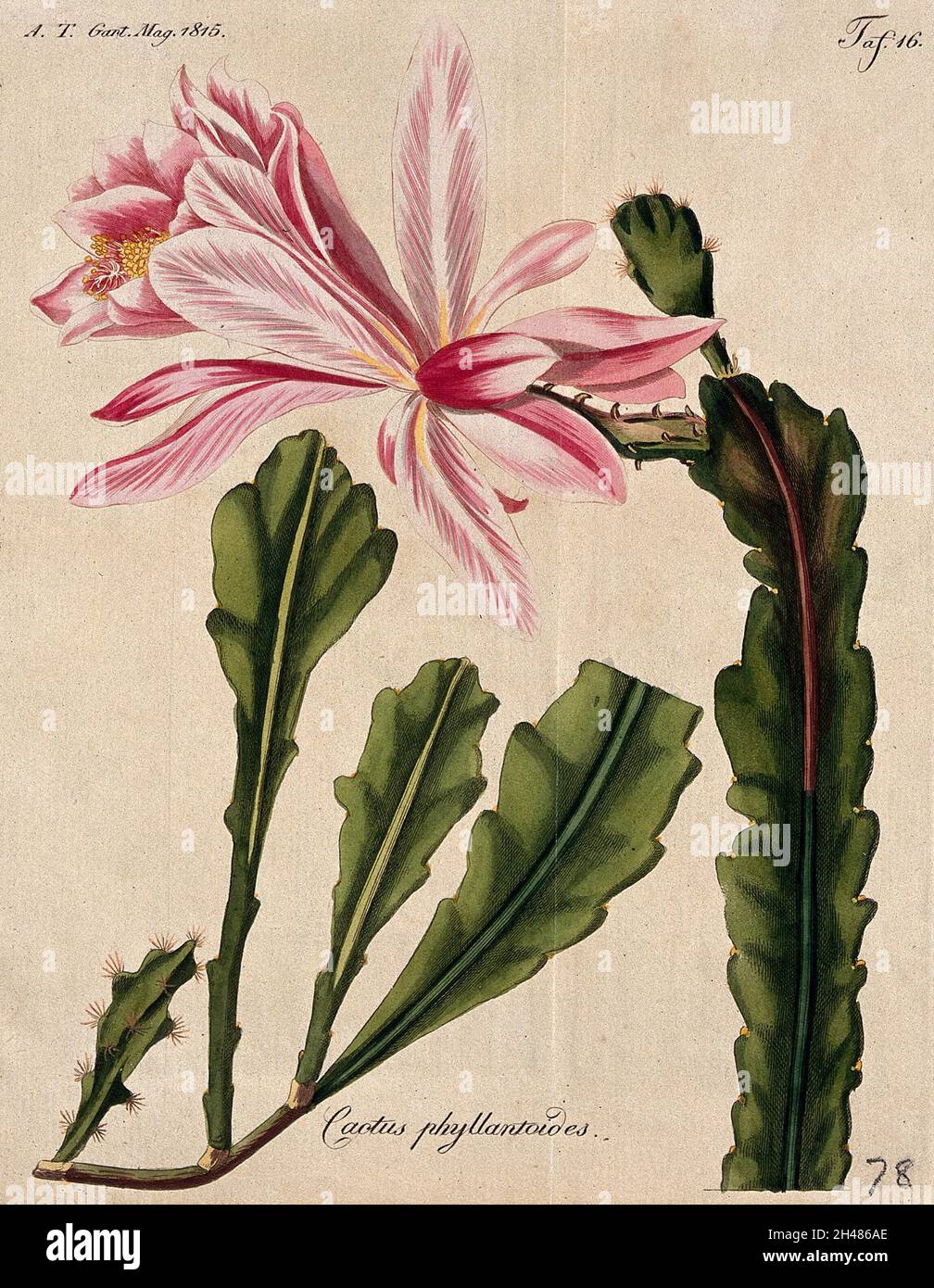 A flowering cactus, possibly a night-flowering cactus (Epiphyllum ...