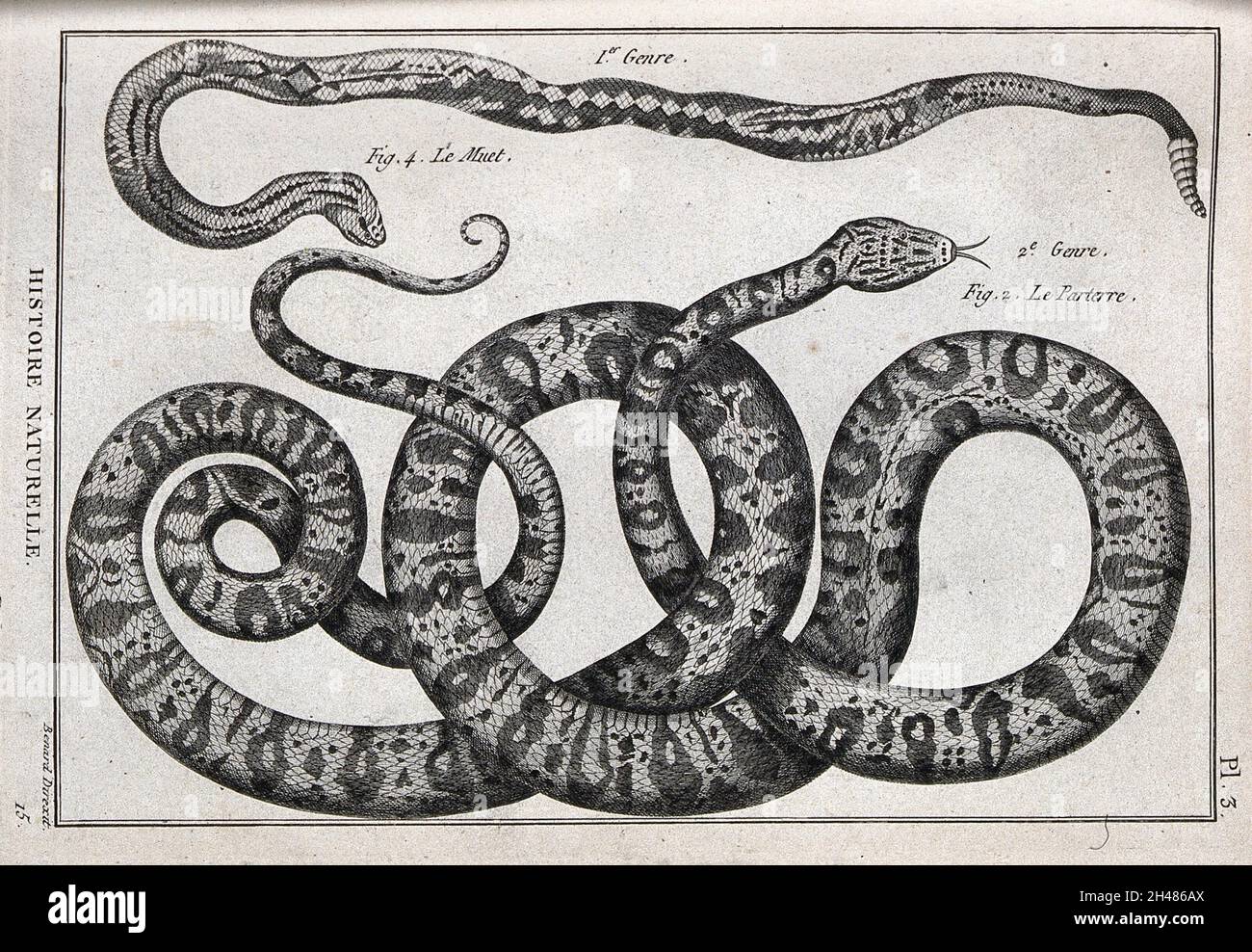 Two snakes: a rattlesnake and a boa. Engraving, ca. 1778 Stock Photo ...