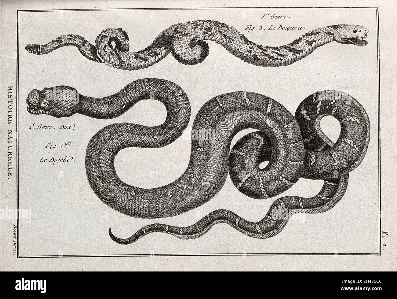 Two snakes: a rattlesnake and a boa. Engraving, ca. 1778 Stock Photo ...
