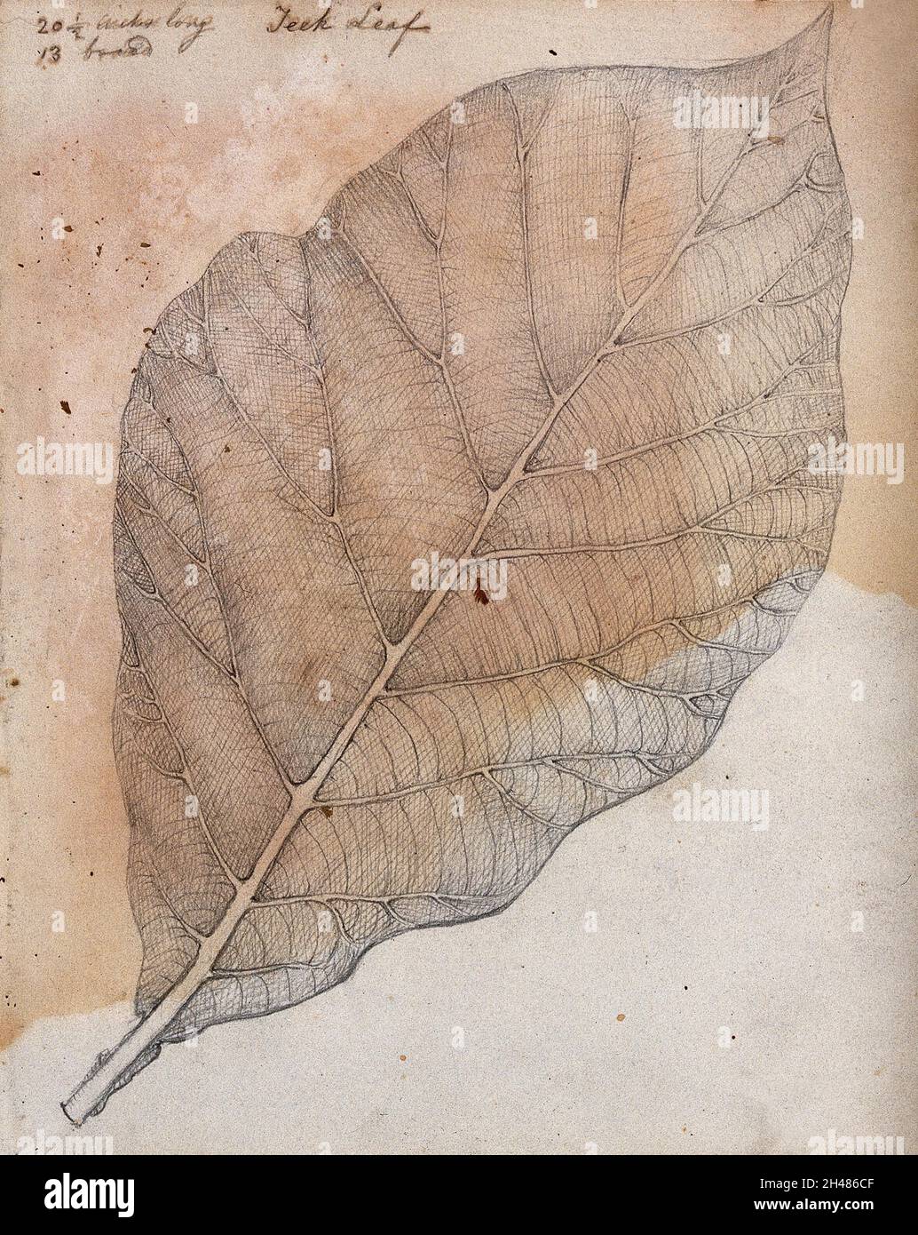 A leaf of the teak plant (Tectona grandis). Pencil drawing Stock Photo ...