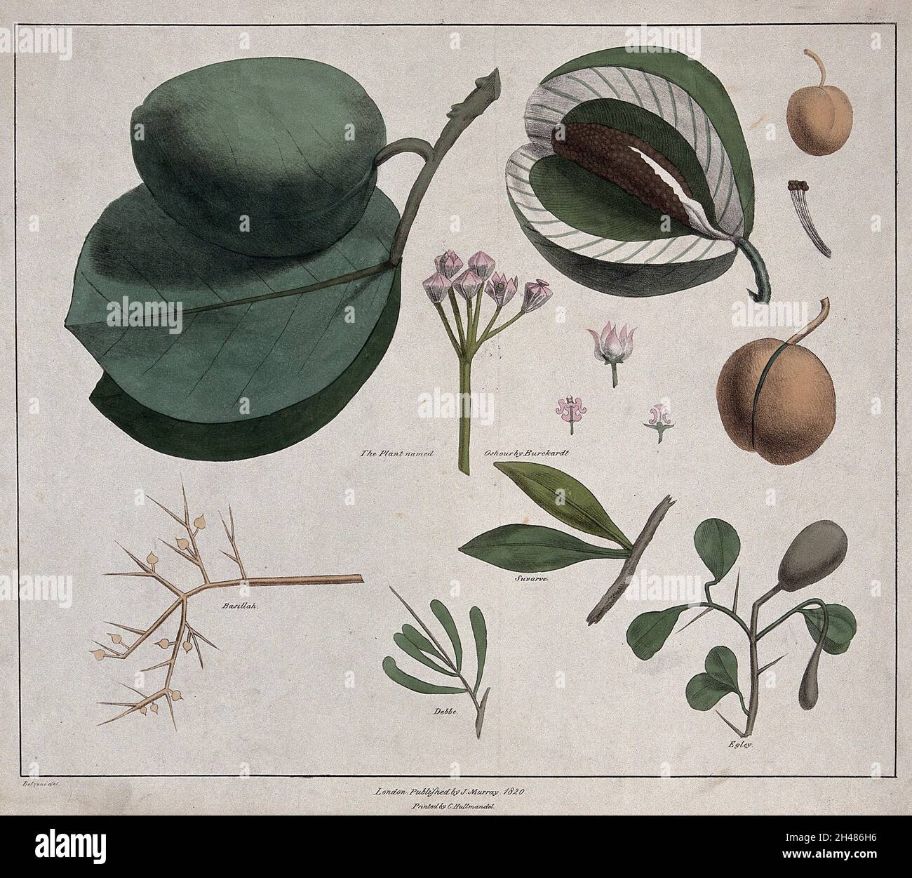 Flowers, fruit and leaves of five plants, including Calotropis, Viscum ...