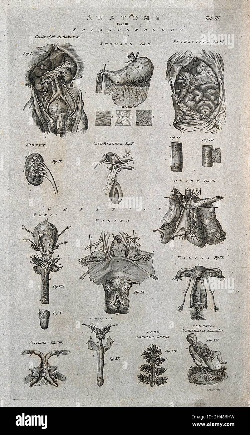 Human genitalia hi-res stock photography and images - Alamy