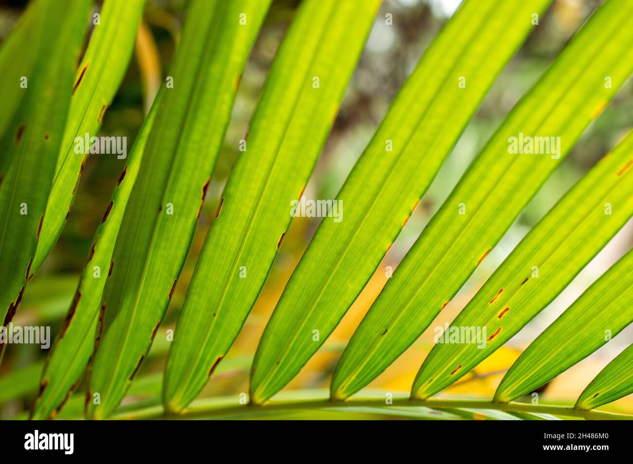 Most palms are distinguished by their large, compound, evergreen leaves ...