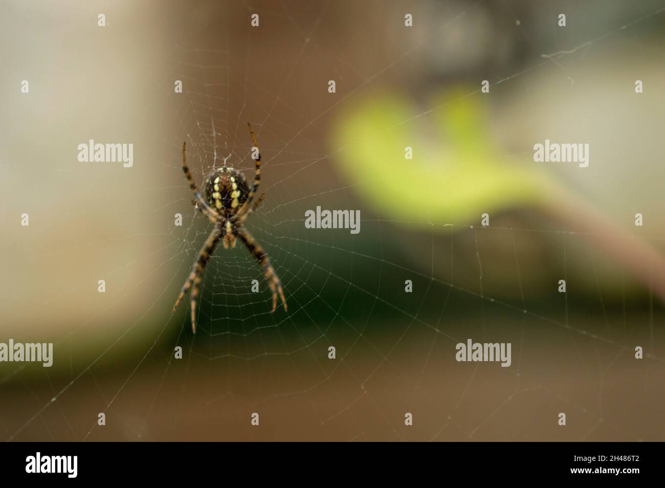 Extruded from spider spinnerets hi-res stock photography and images - Alamy