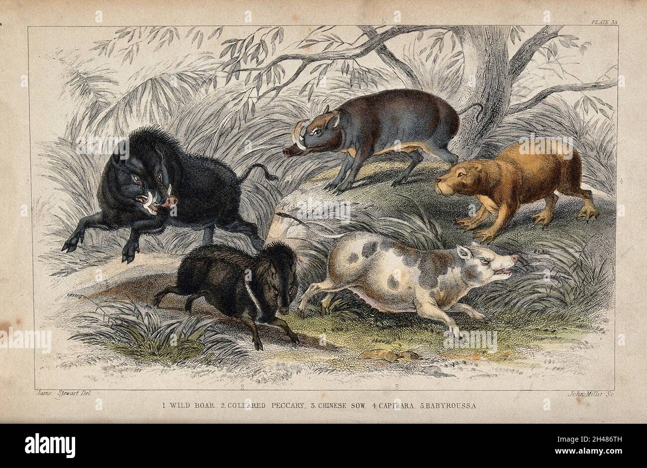 Five different specimen of wild and domesticated pigs shown in a forest ...