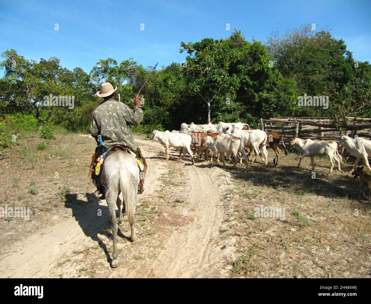 Cows following man hi-res stock photography and images - Alamy