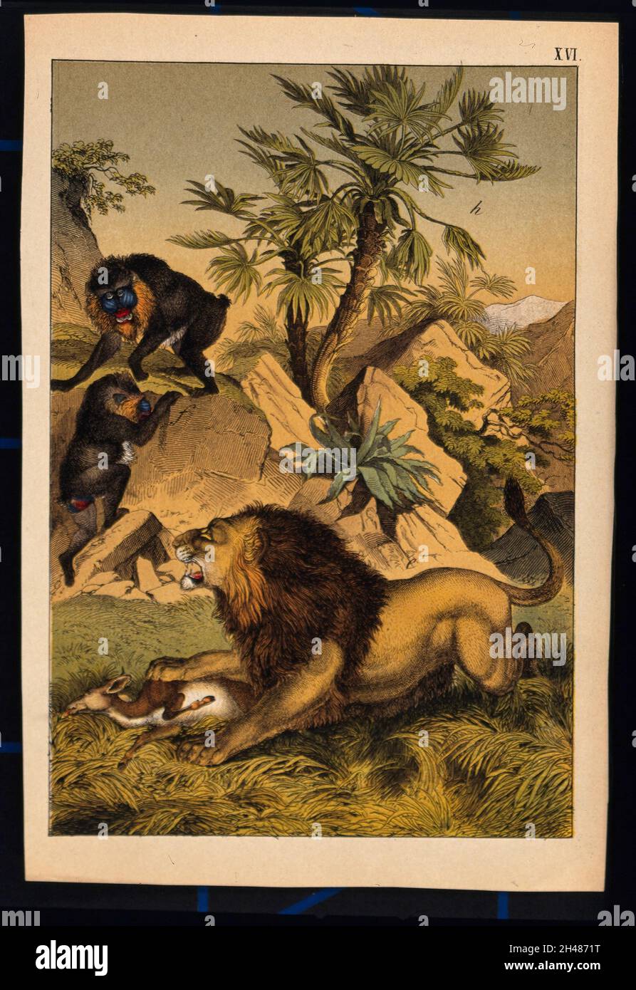 A lion is devouring its prey and growling at two brightly coloured ...