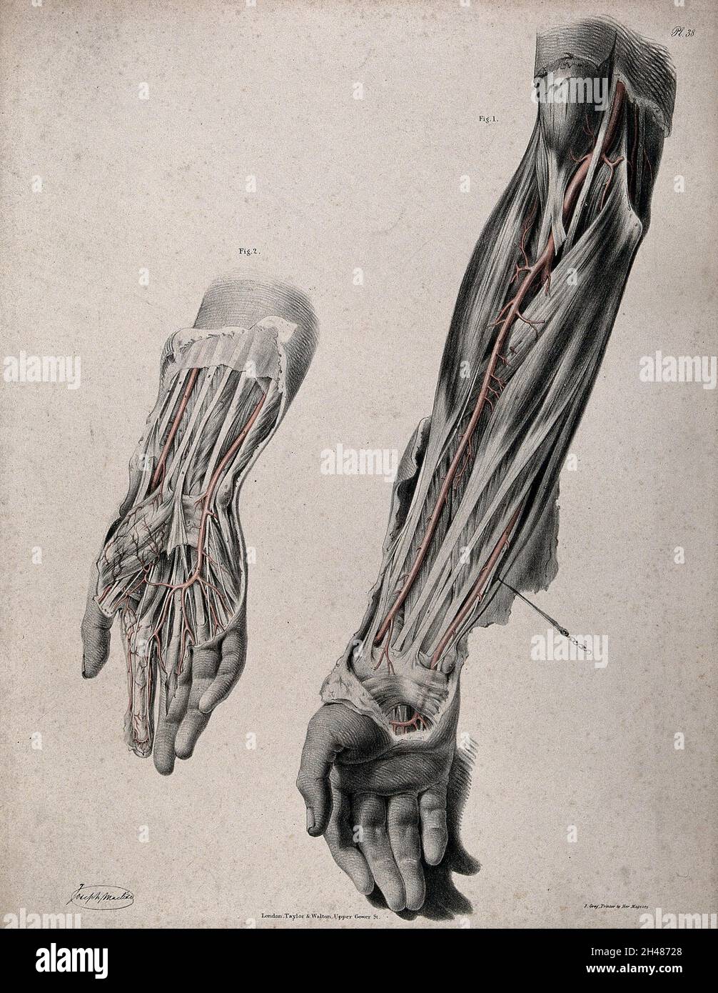 Vascular System Arm