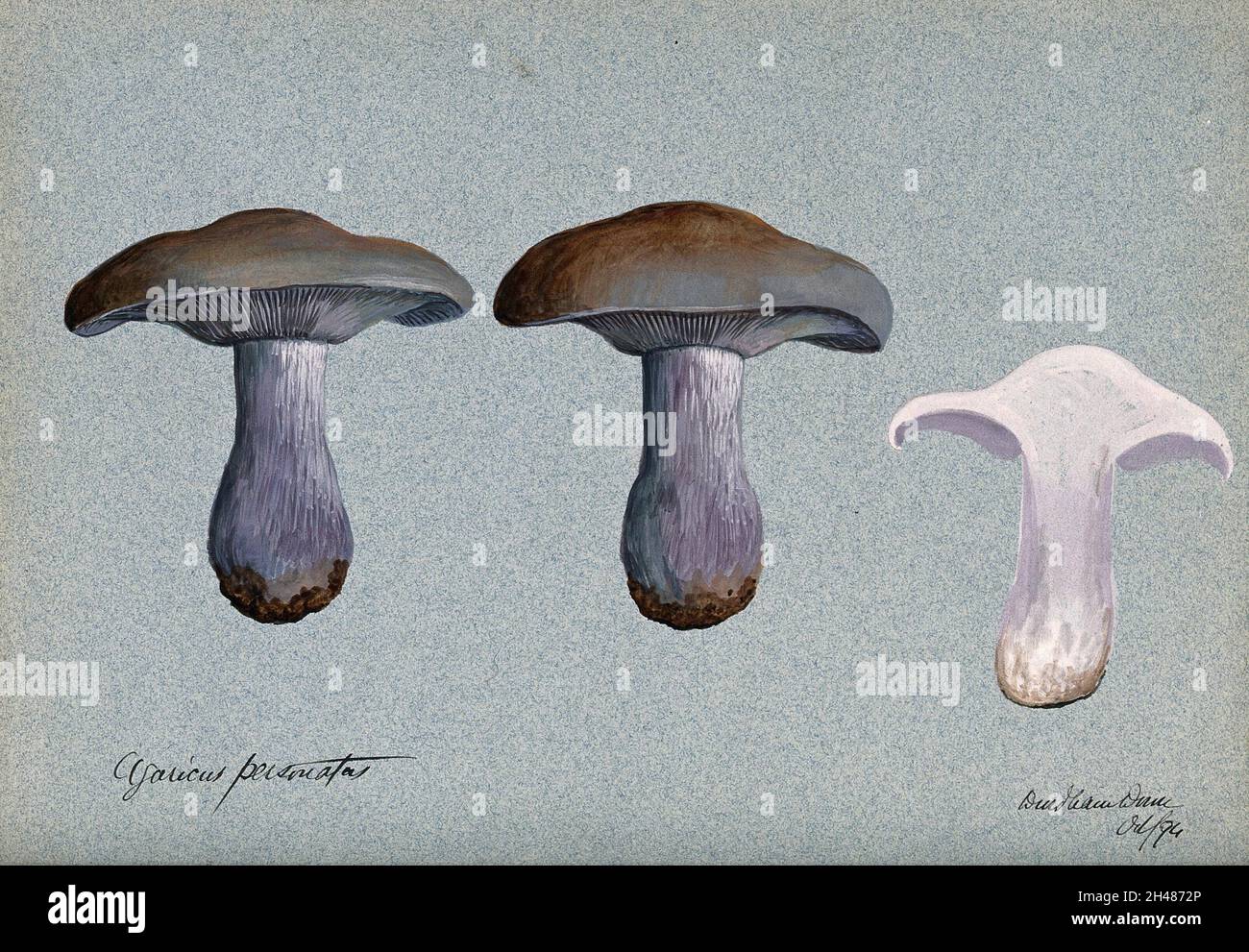 Blewit fungus (Lepista saeva): three fruiting bodies, one sectioned ...