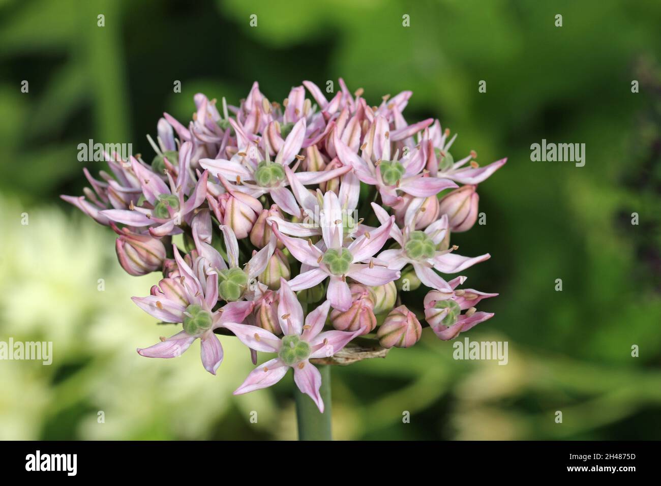 Pink ornamental onion, Allium species, flower head in close up with a ...