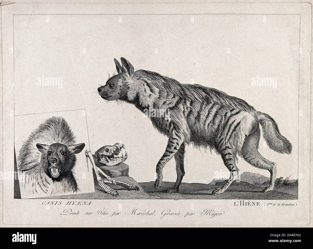 A hyena is standing next to plate bearing its image and a skull and ...