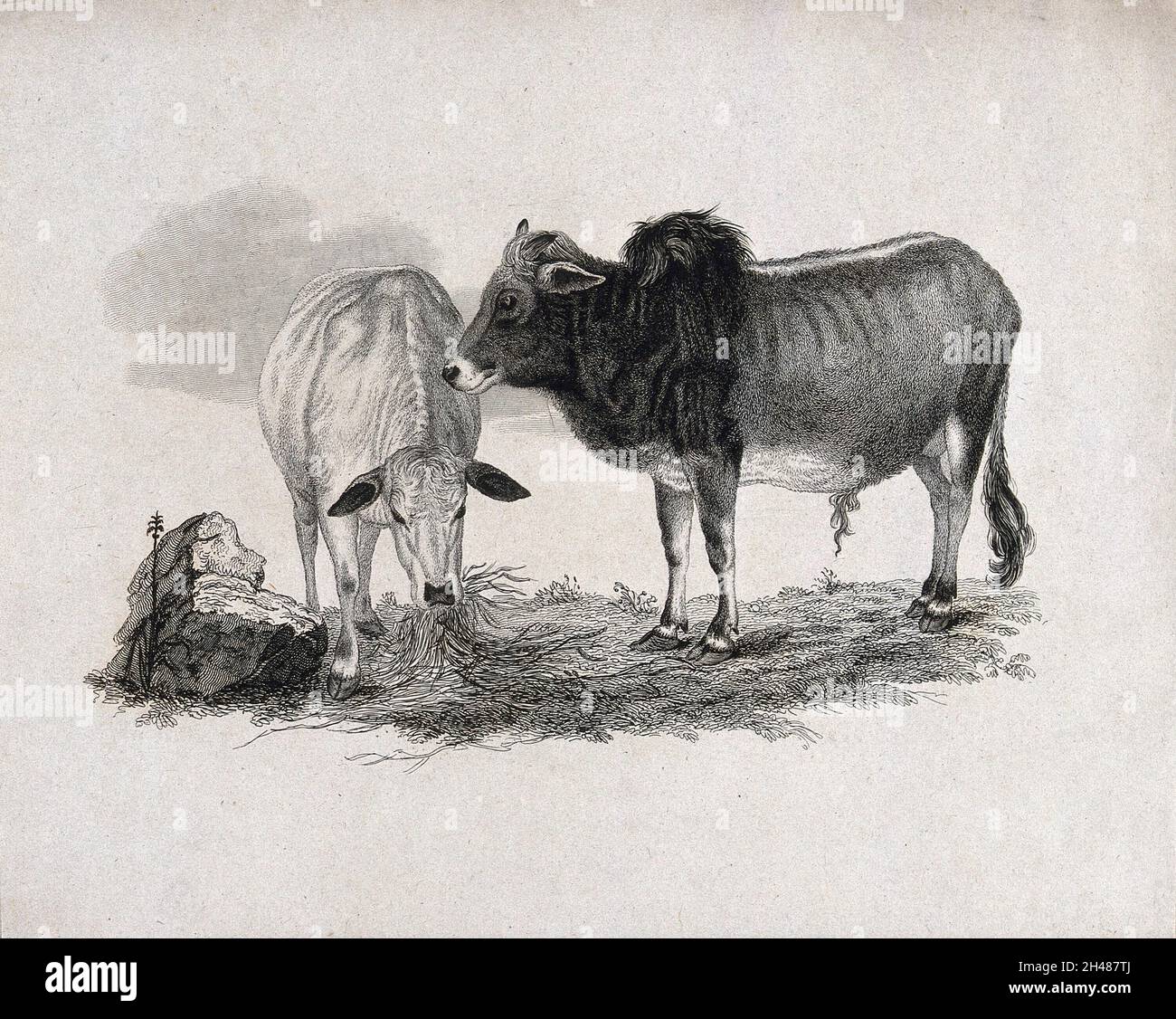 A bull standing with a cow eating hay from the ground. Etching Stock ...