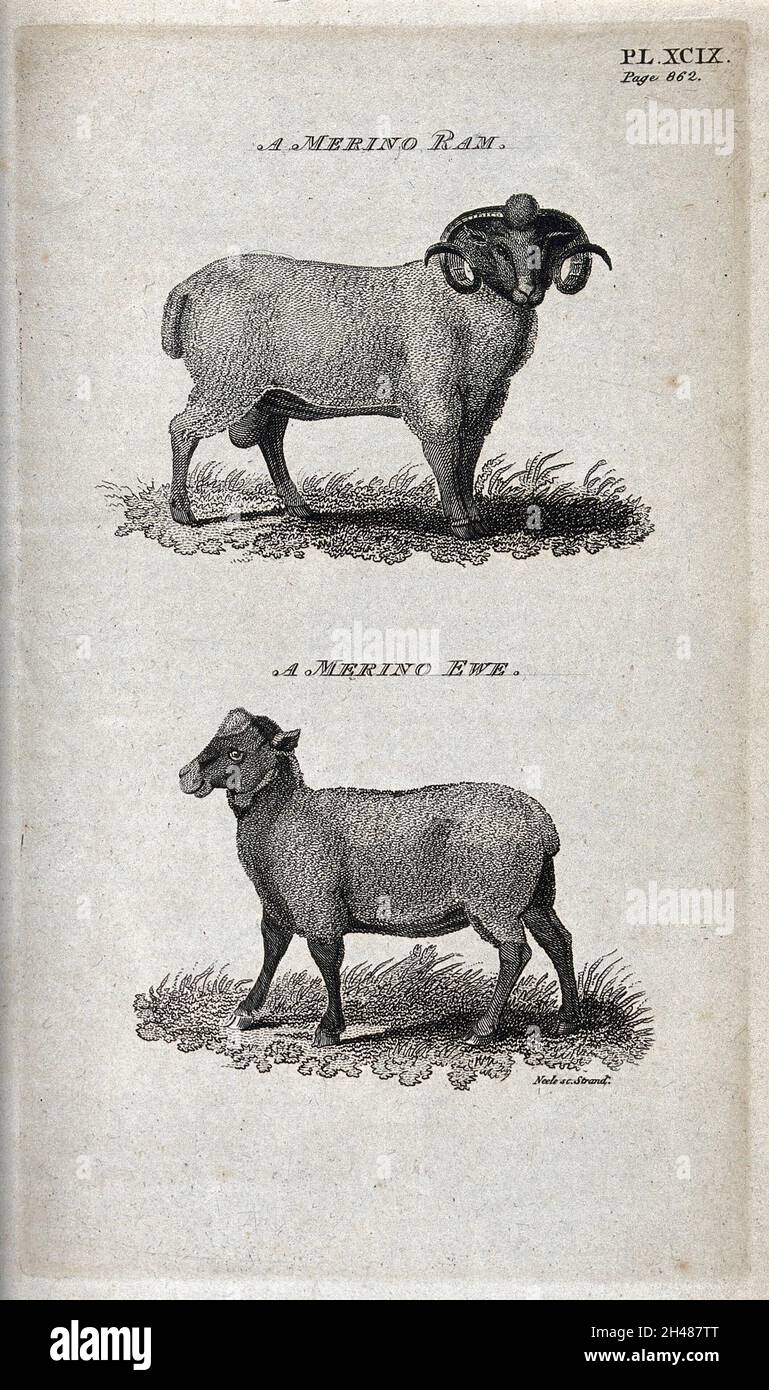 Merino ram illustration hi-res stock photography and images - Alamy