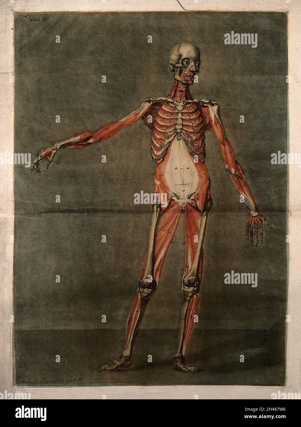 A standing écorché figure, seen from the front, showing the third layer ...