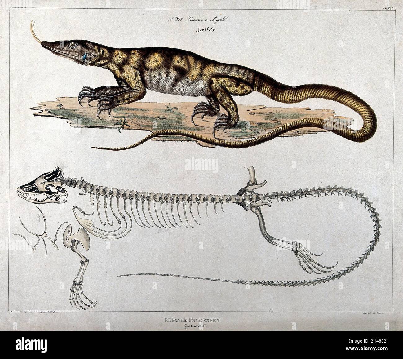 Desert-dwelling reptile from Egypt: two figures, the lower showing the ...