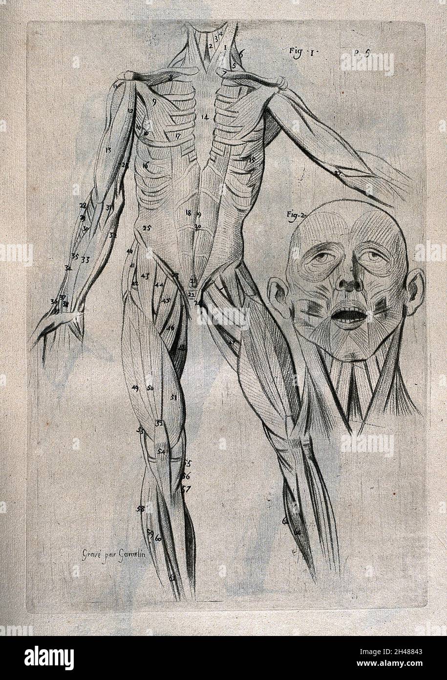 An écorché figure, showing the bone structure and muscles of the trunk ...