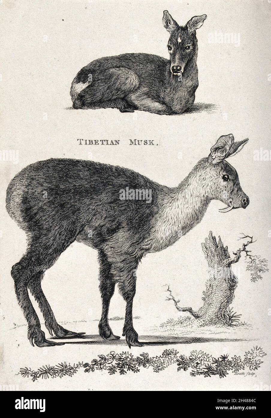 A Tibetan musk deer shown sitting on the ground and standing up ...