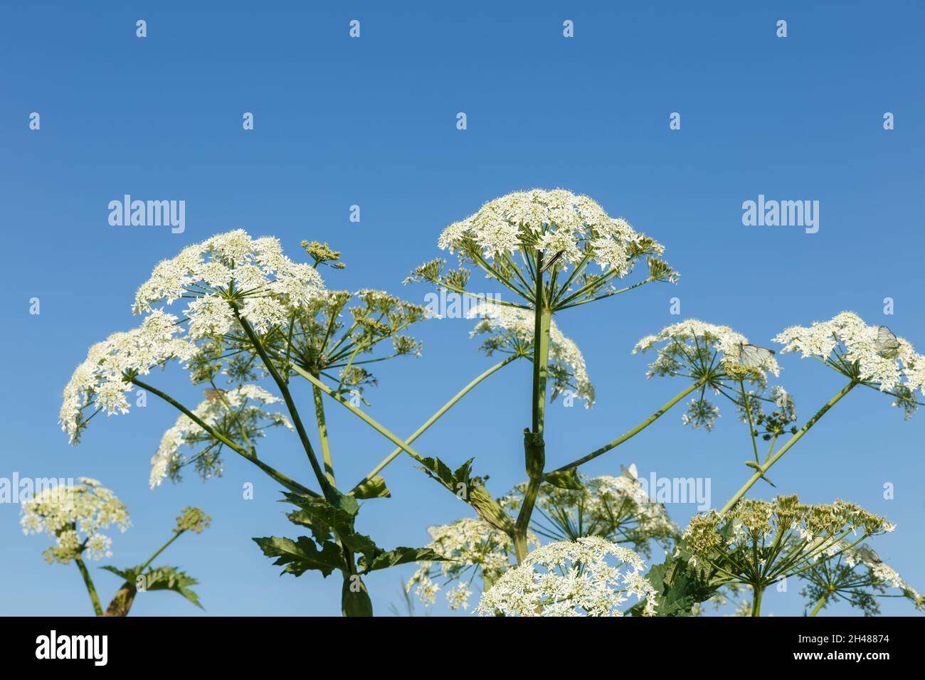 Heracleum giganteum hi-res stock photography and images - Alamy