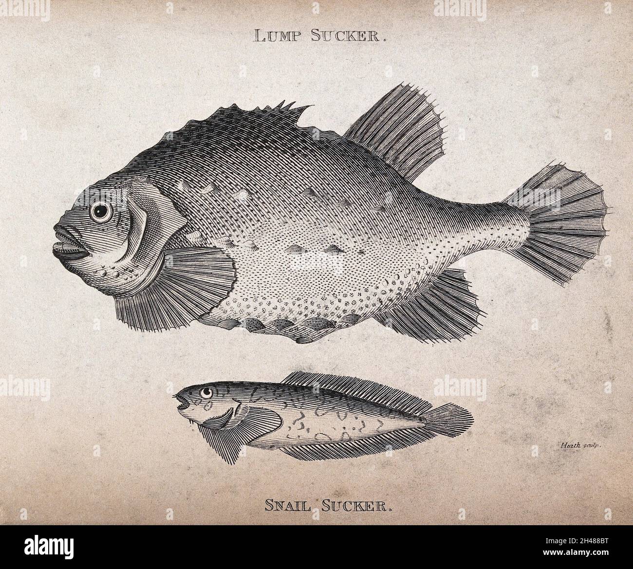 Above, a lump sucker; below, a snail sucker. Engraving by Heath Stock ...