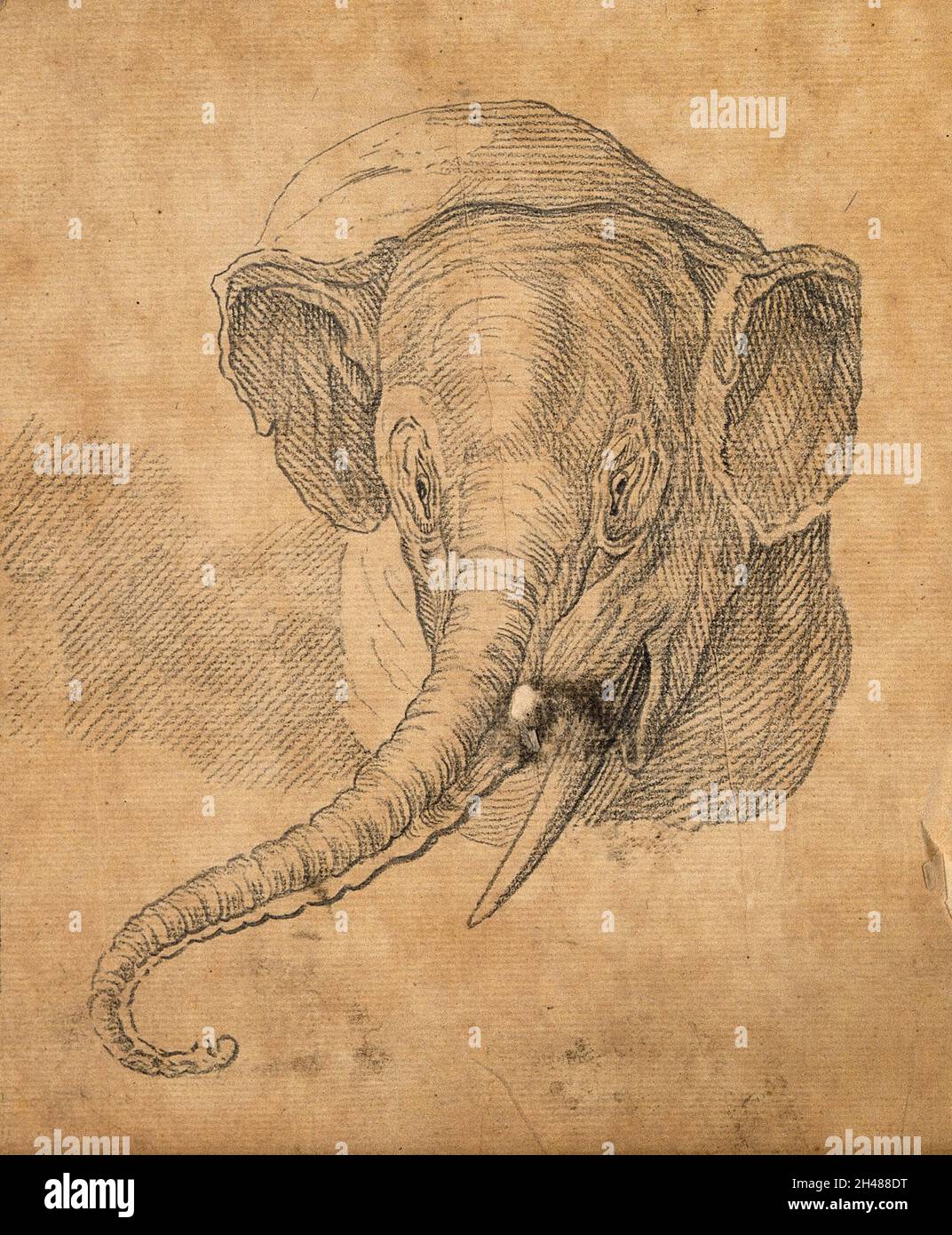 Head of an elephant. Drawing, c. 1789 Stock Photo - Alamy
