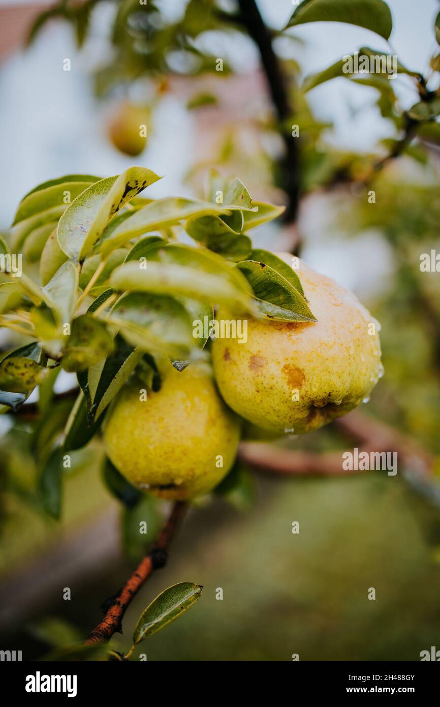 Tree amid raindrops hi-res stock photography and images - Alamy