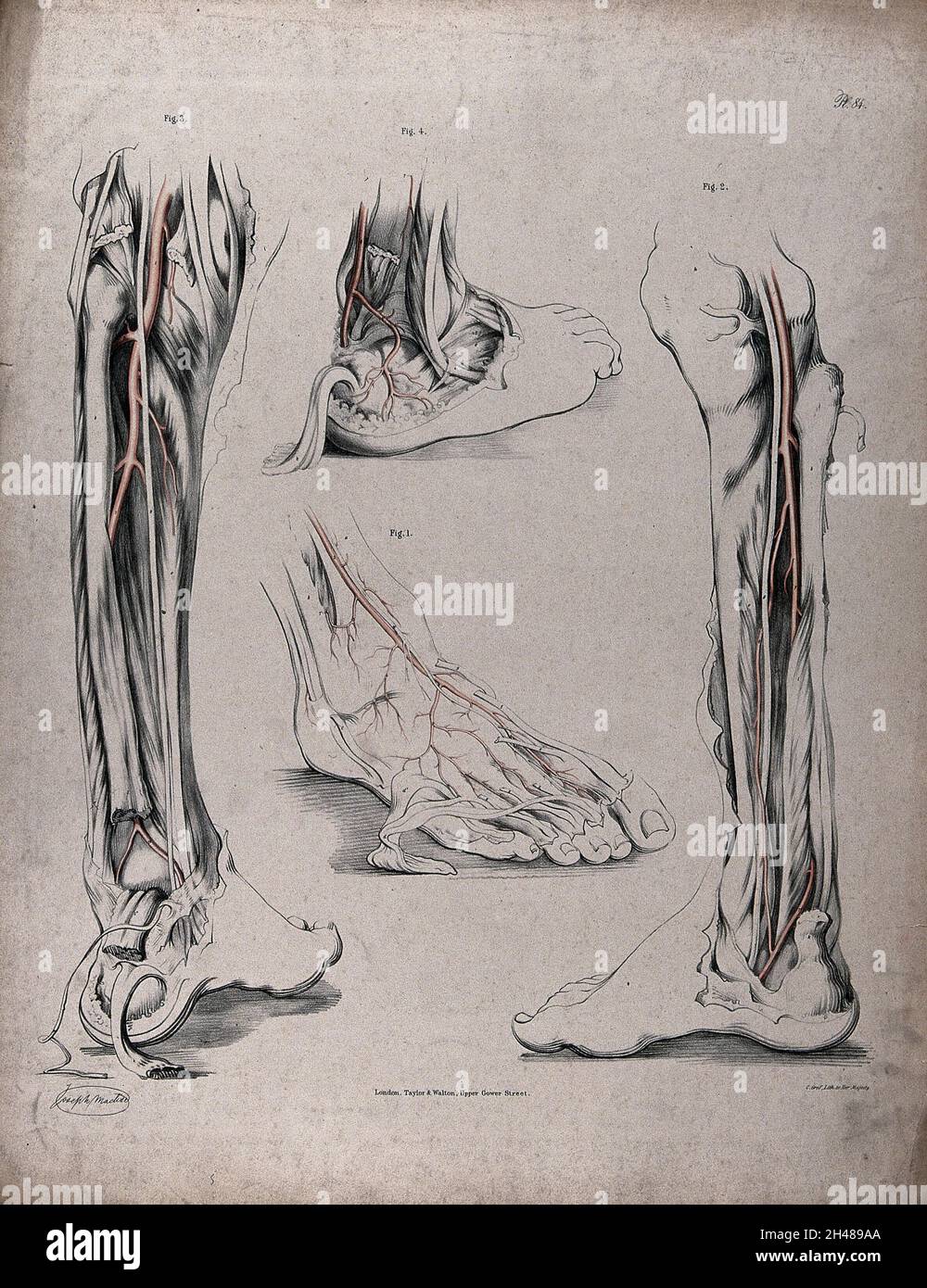 The circulatory system: dissections of the foot, lower leg and ankle ...