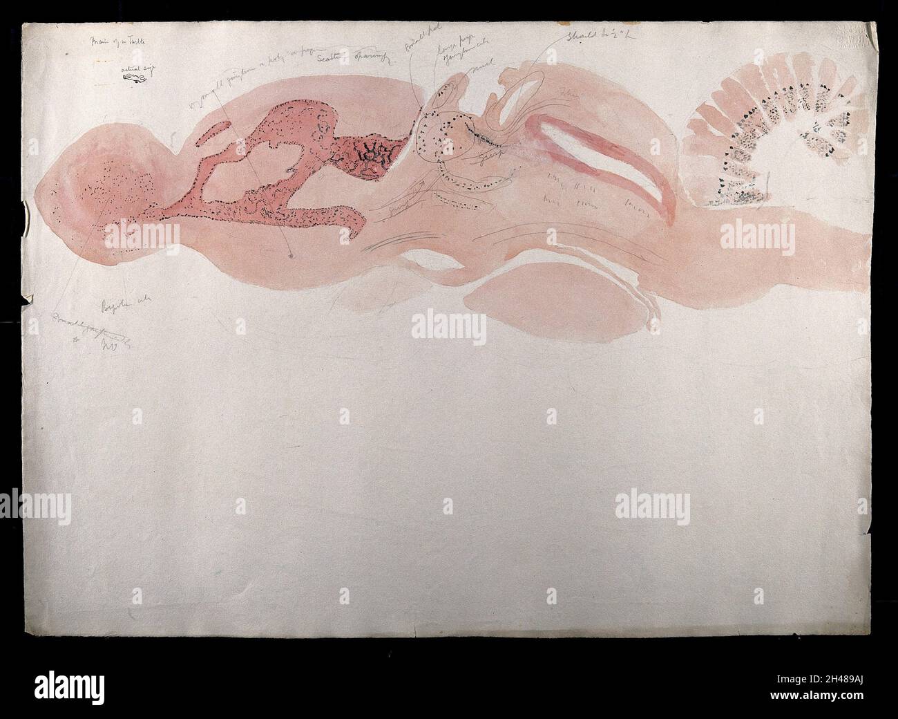 Brain of a turtle: figure showing a dissection of the brain ...