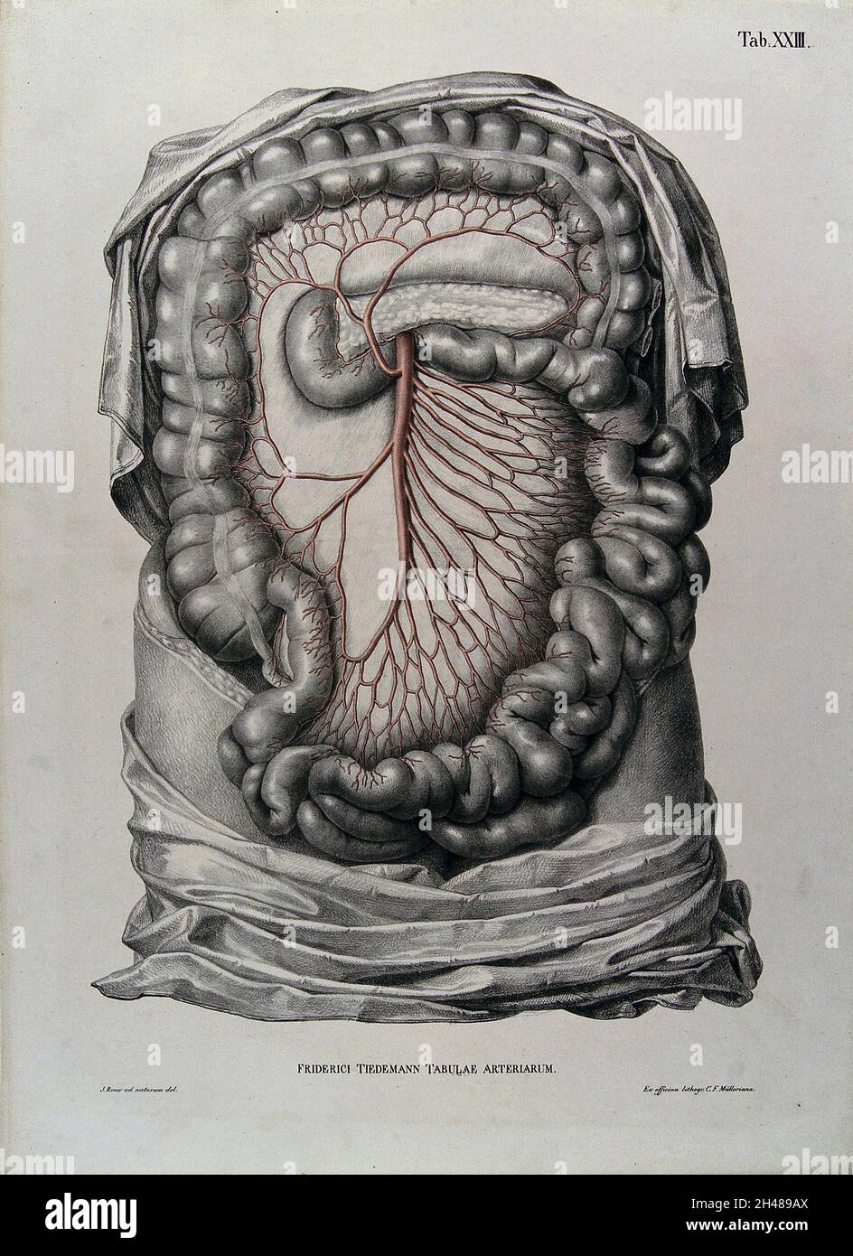 Dissection of the abdomen, showing the intestines and mesentery ...