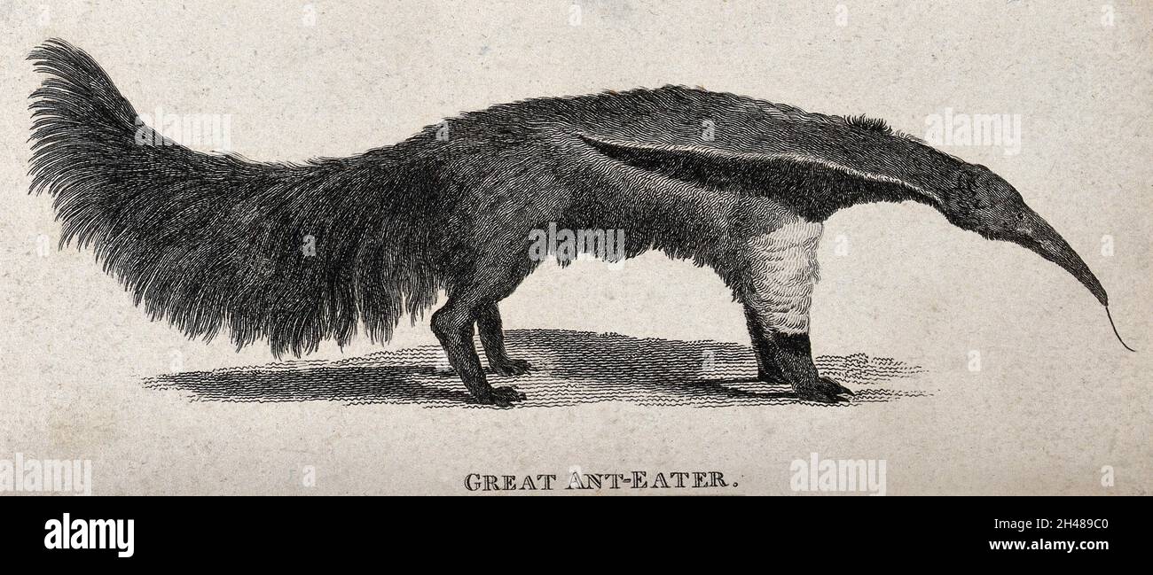 Ant eater morphology hi-res stock photography and images - Alamy