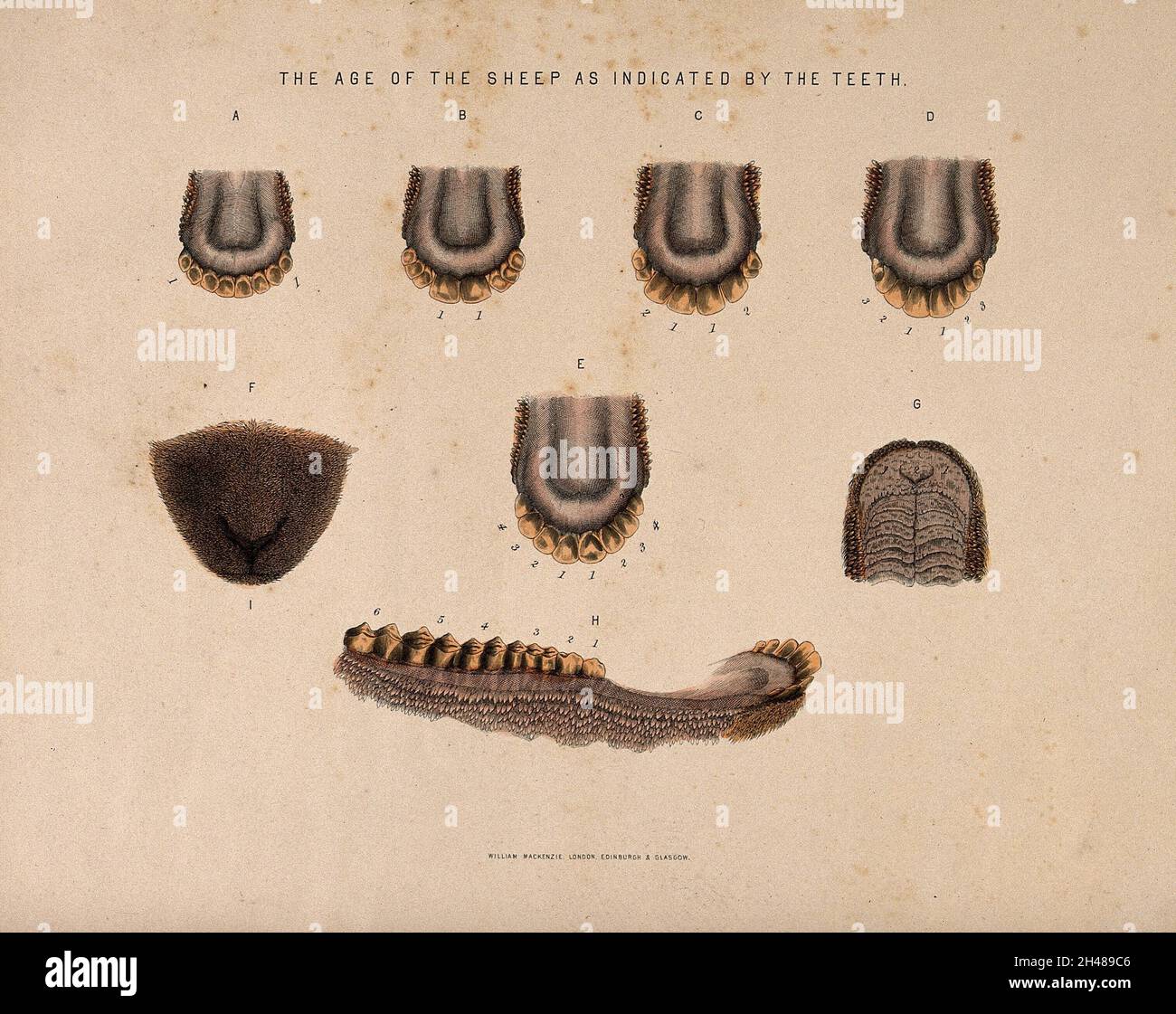 Sheep teeth: seven figures showing the stages of development in the ...