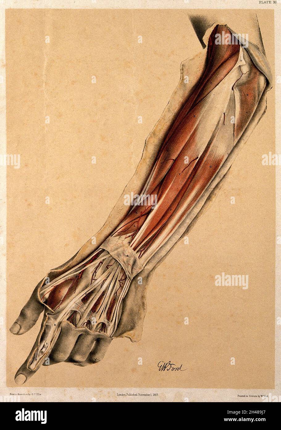 Fore arm hi-res stock photography and images - Alamy