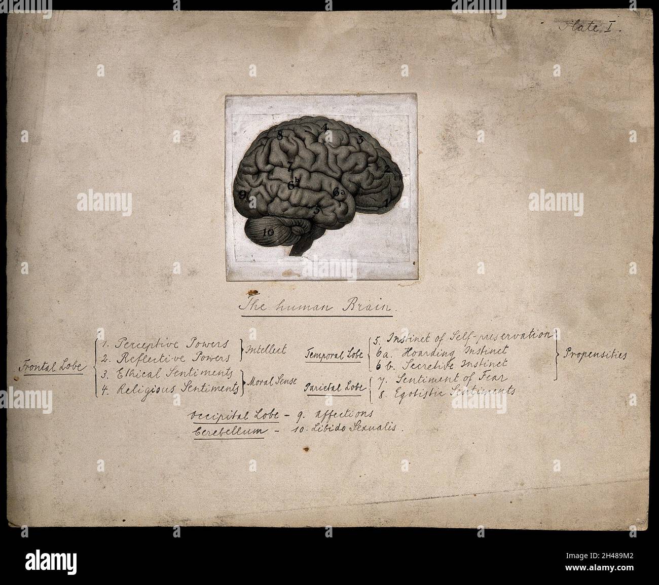 The human brain, divided according to Bernard Hollander's system of ...