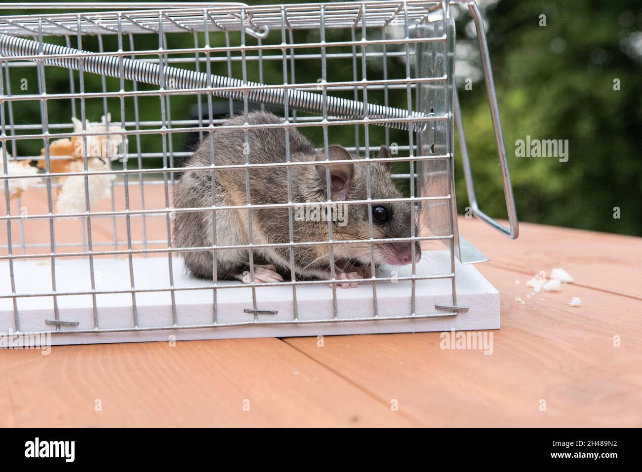 Small fat trap hi-res stock photography and images - Alamy