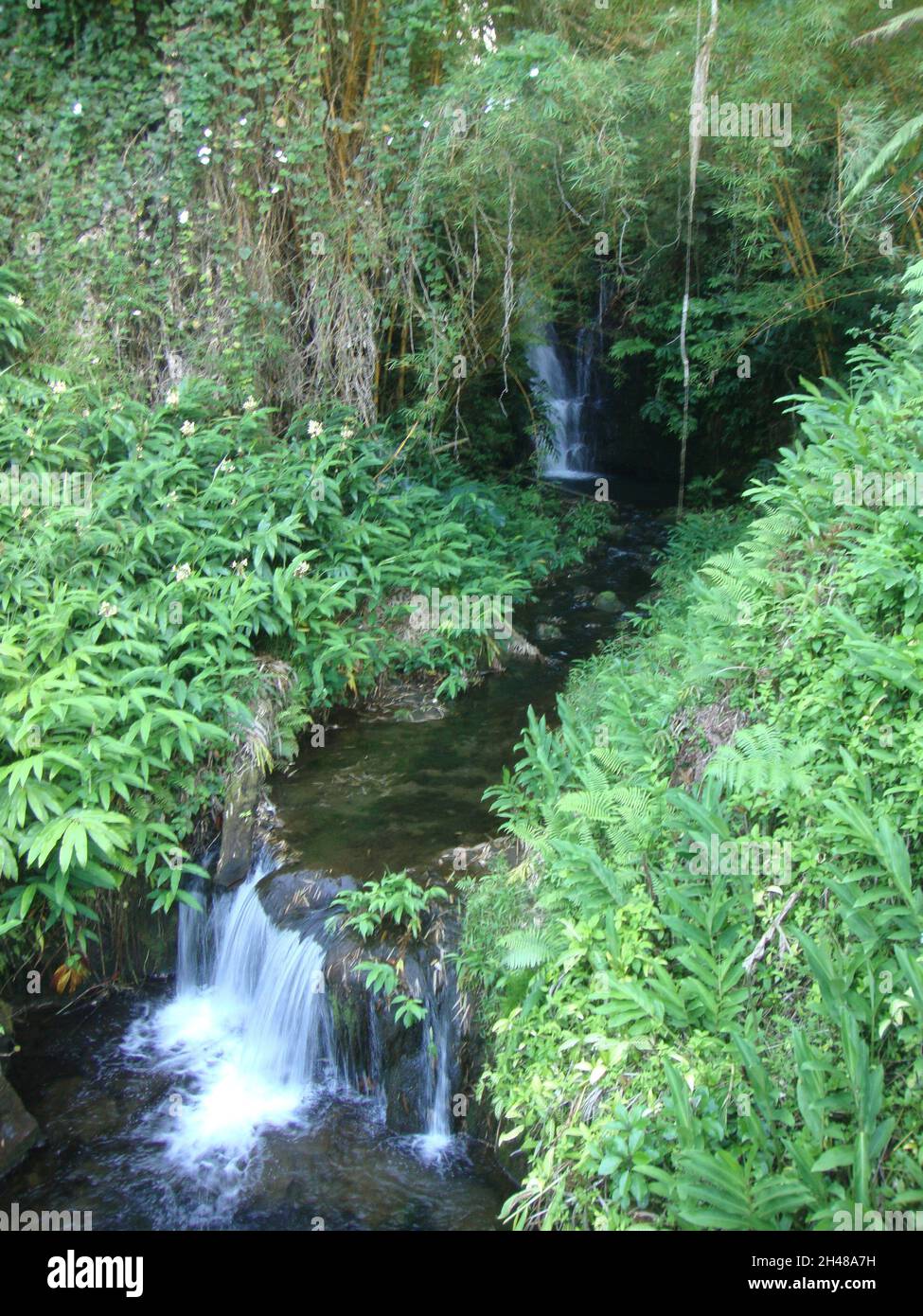 Cascading water into a stream among tropical plants on the Hawaiian ...