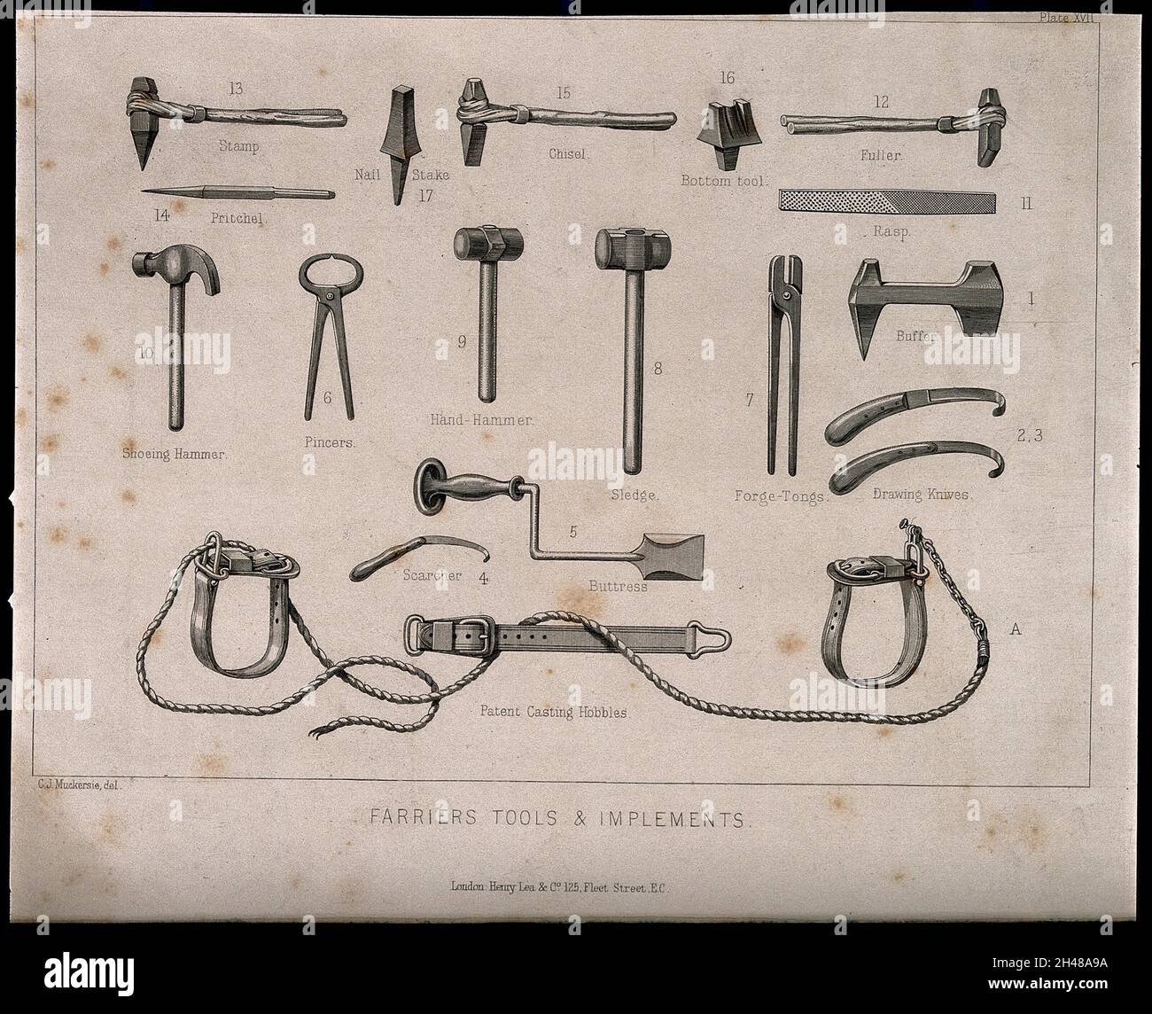 Tools and implements of the farrier: eighteen figures. Engraving with ...