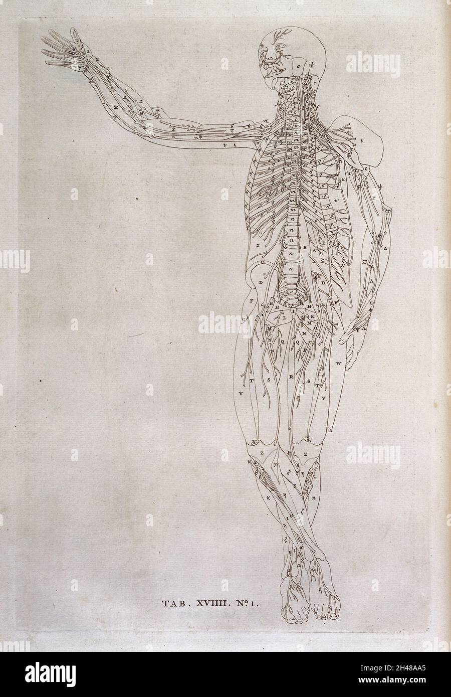 Tab. XVIIII No. 1. Annotated standing ecorche Stock Photo - Alamy