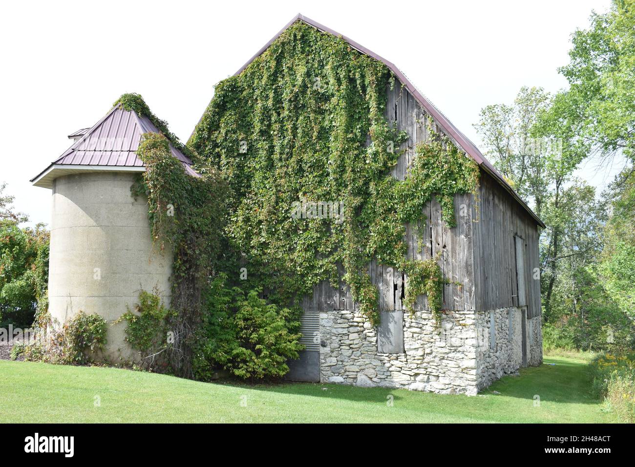 Old barn with ivy growing on the side in the USA Stock Photo - Alamy