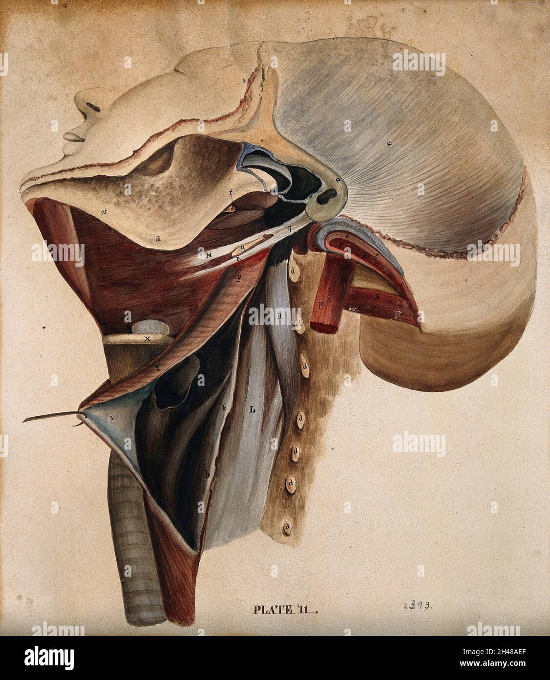 Neck dissection hi-res stock photography and images - Alamy