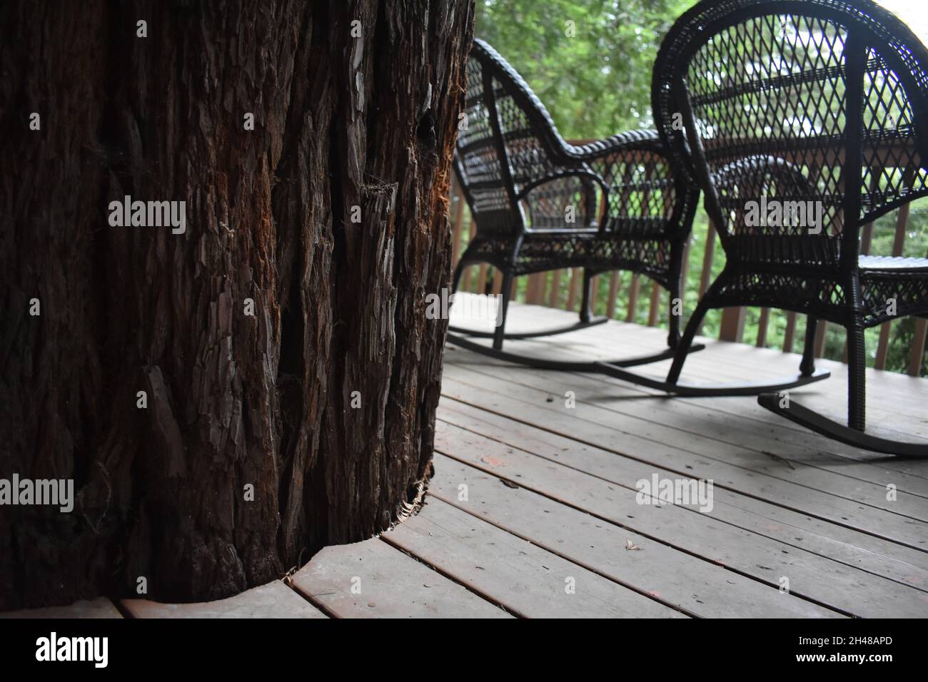 Giant sequoia tree on a wood deck with chairs overlooking the forest ...