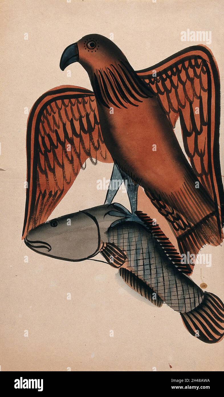A bird of prey carrying off a fish. Watercolour drawing Stock Photo - Alamy