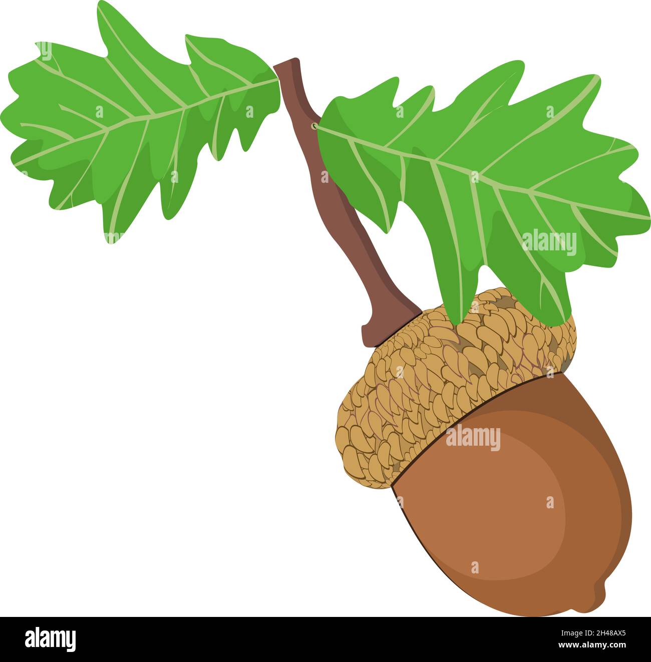 Acorn on a tree, illustration, vector on a white background Stock ...