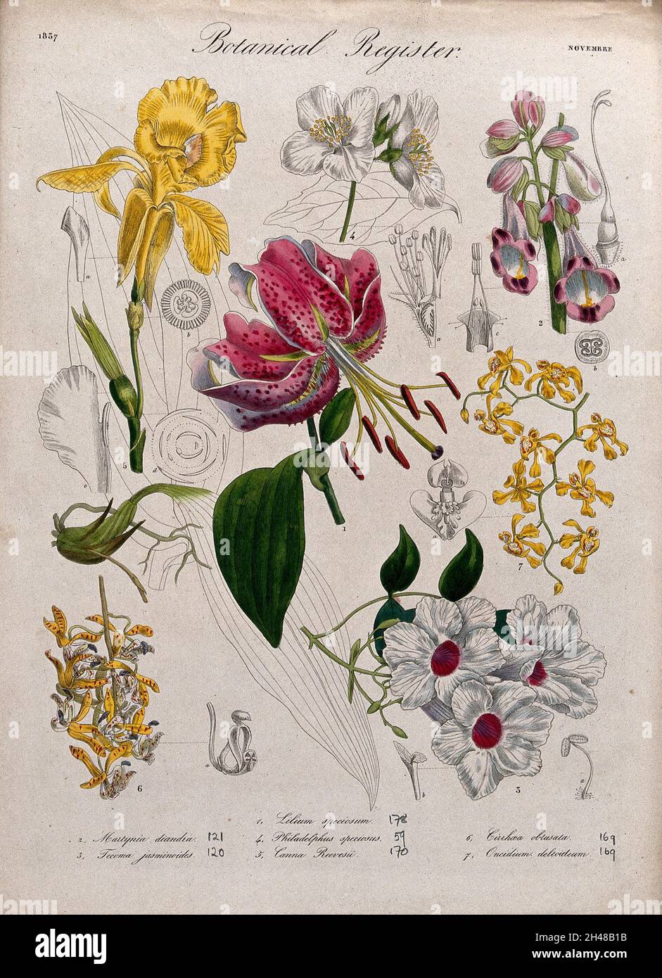 Seven plants, including two orchids and a lily: flowering stems ...