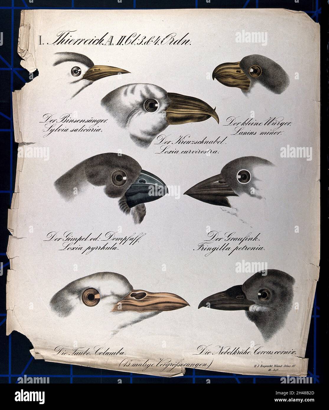 Seven birds' heads, seen in profile: examples include a pigeon, a ...