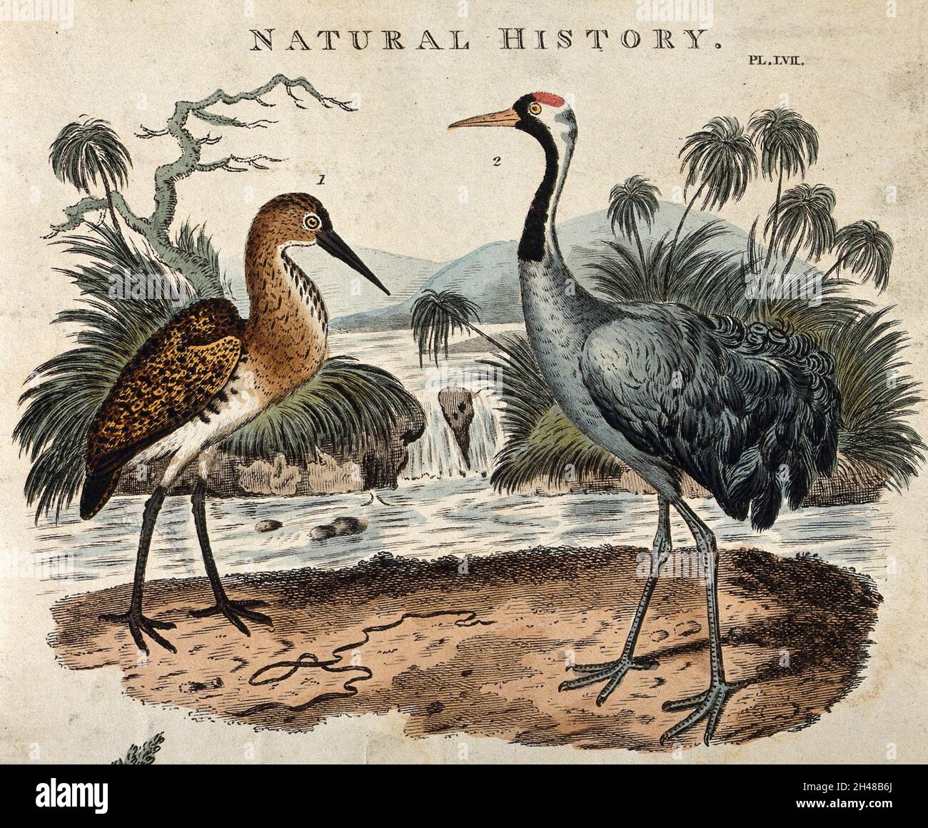 A Brazilian bittern (Ardea brasiliensis) and a common crane (Grus ...