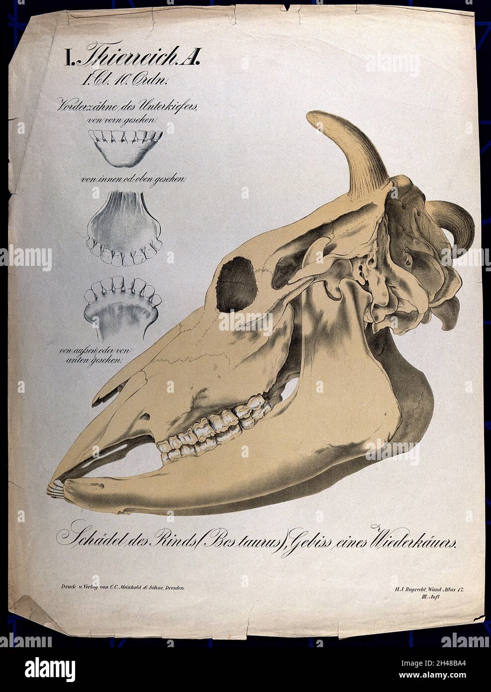 Skull of a cow, with three details showing the teeth. Chromolithograph ...