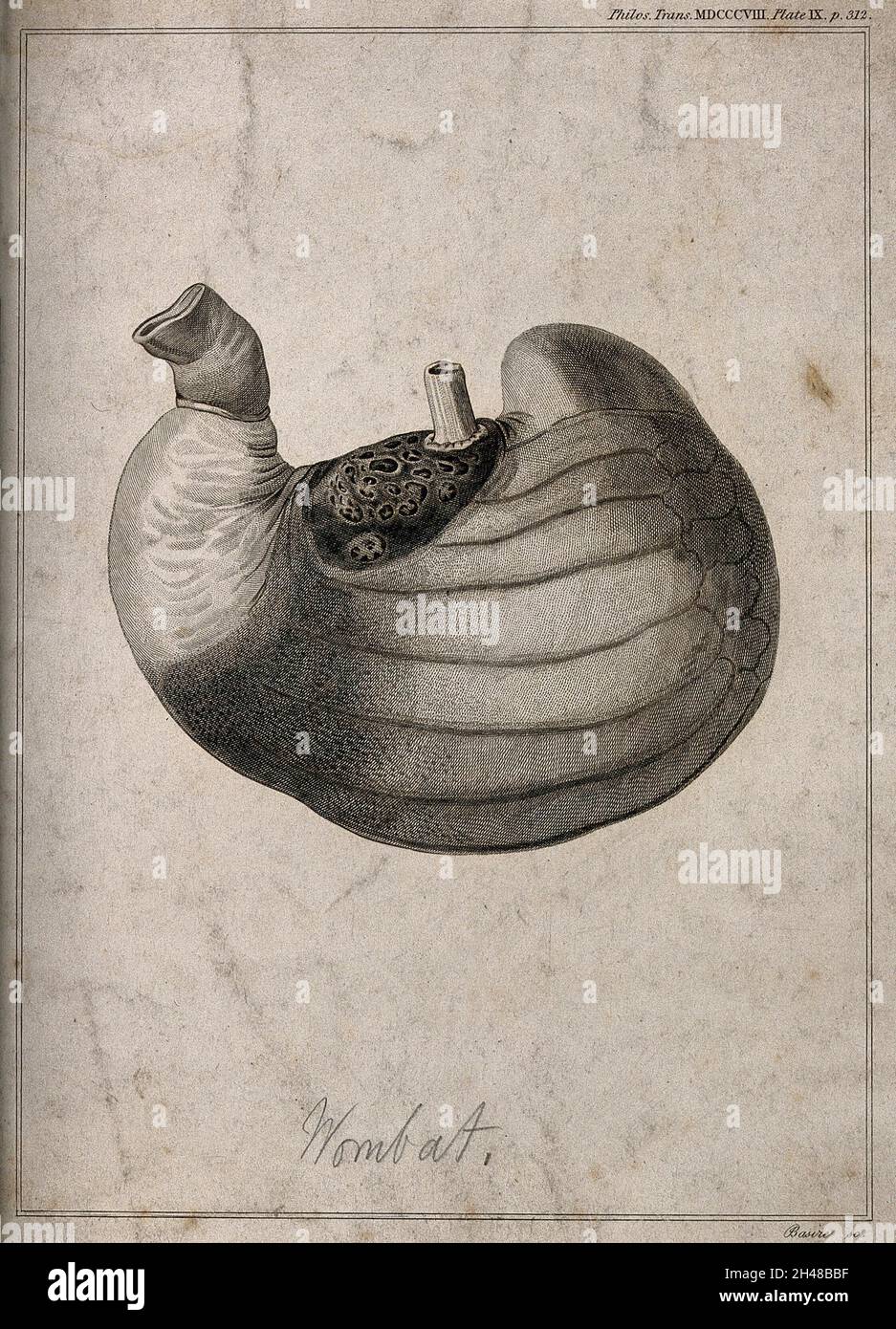 Stomach of a male wombat, shown life-size, turned inside-out, and ...