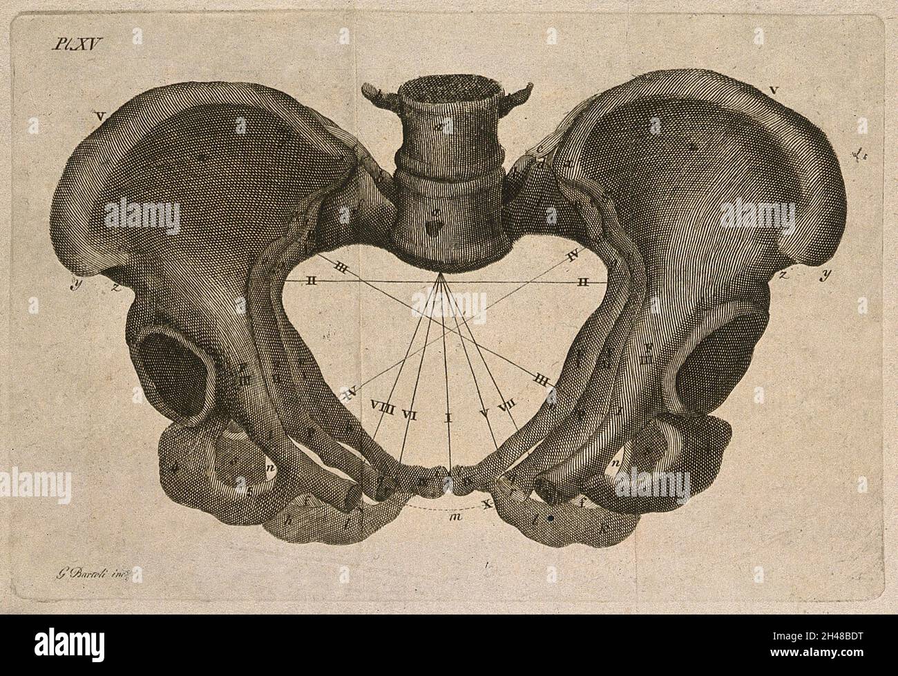 Engraving skeletal anatomy hi-res stock photography and images - Alamy